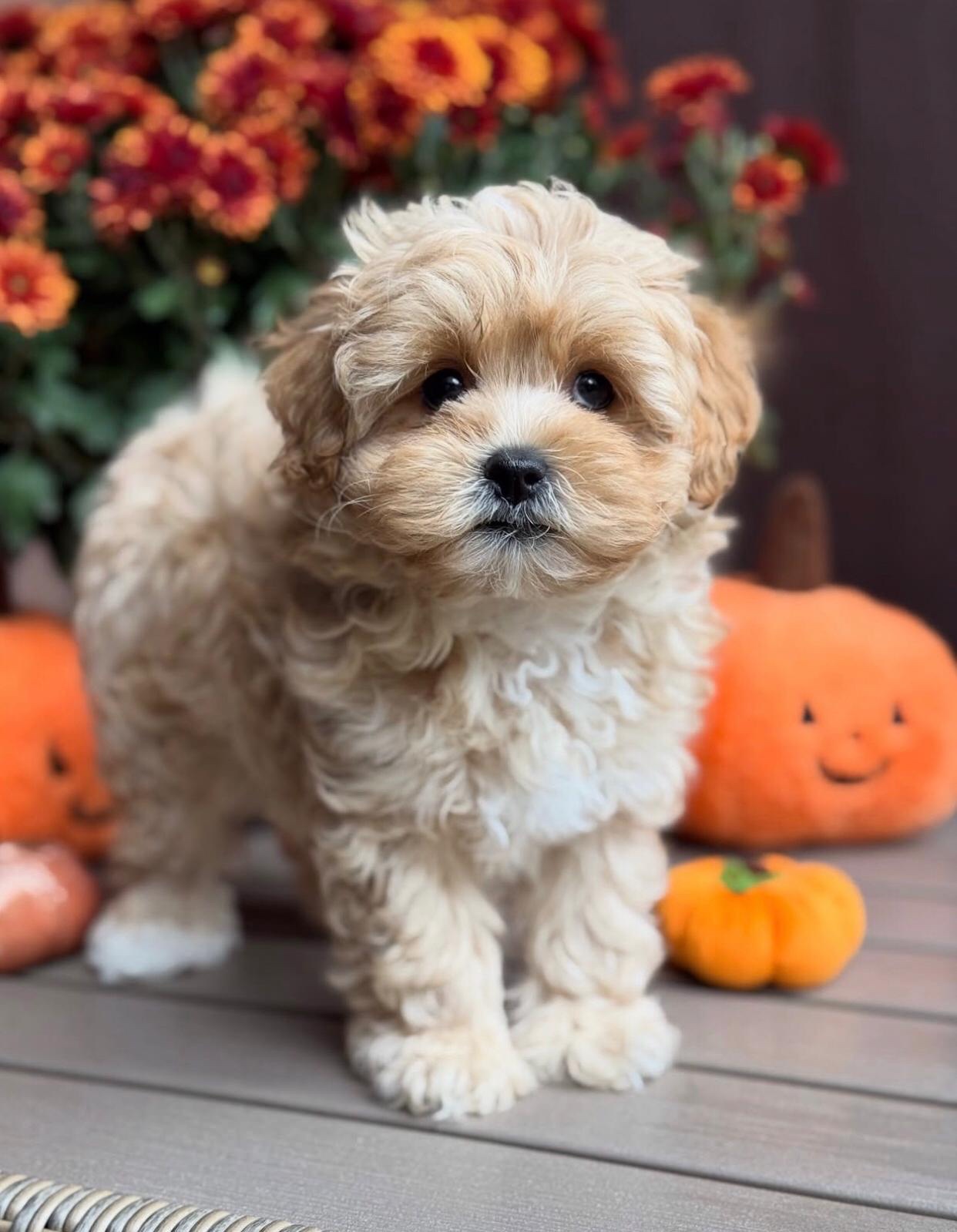 Handaufgezogene Maltipoo-Welpen suchen ein neues Zuhause. - Hollabrunn ...