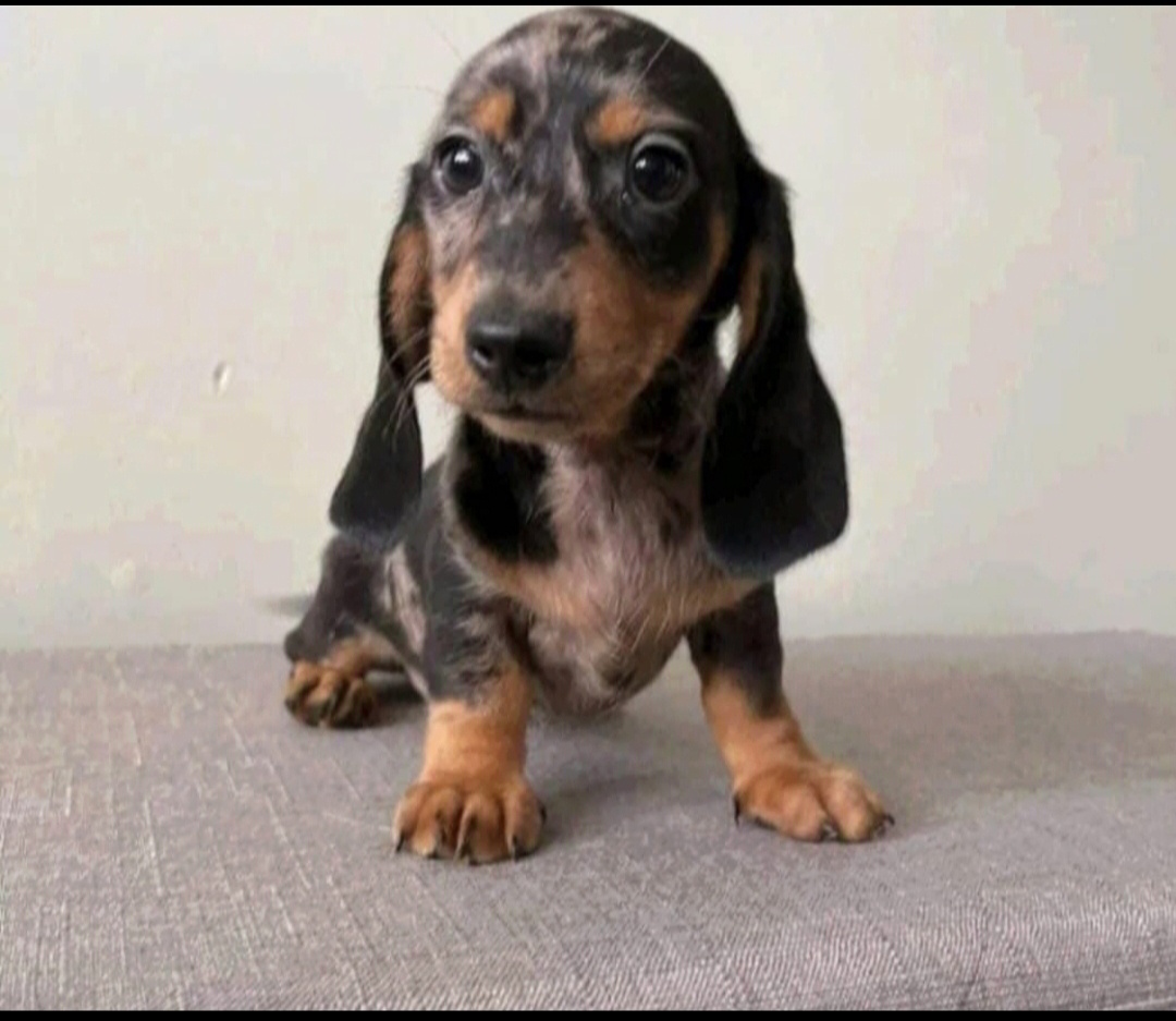 Dackelwelpen zu verkaufen - Innsbruck | Bazos.at