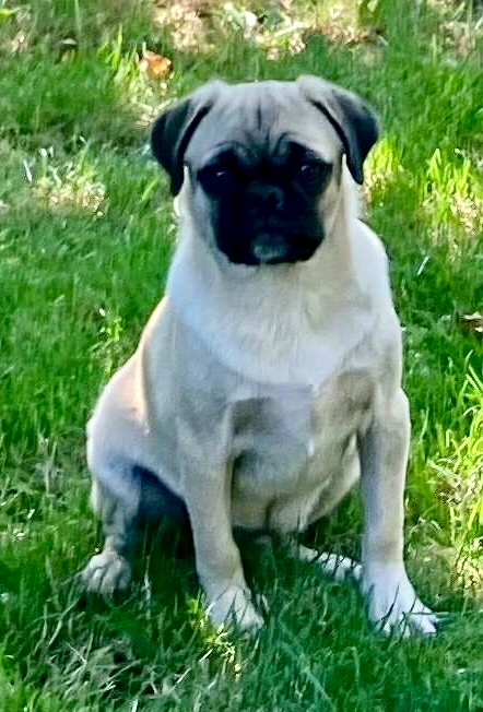 Mops Welpen - Wien | Bazos.at